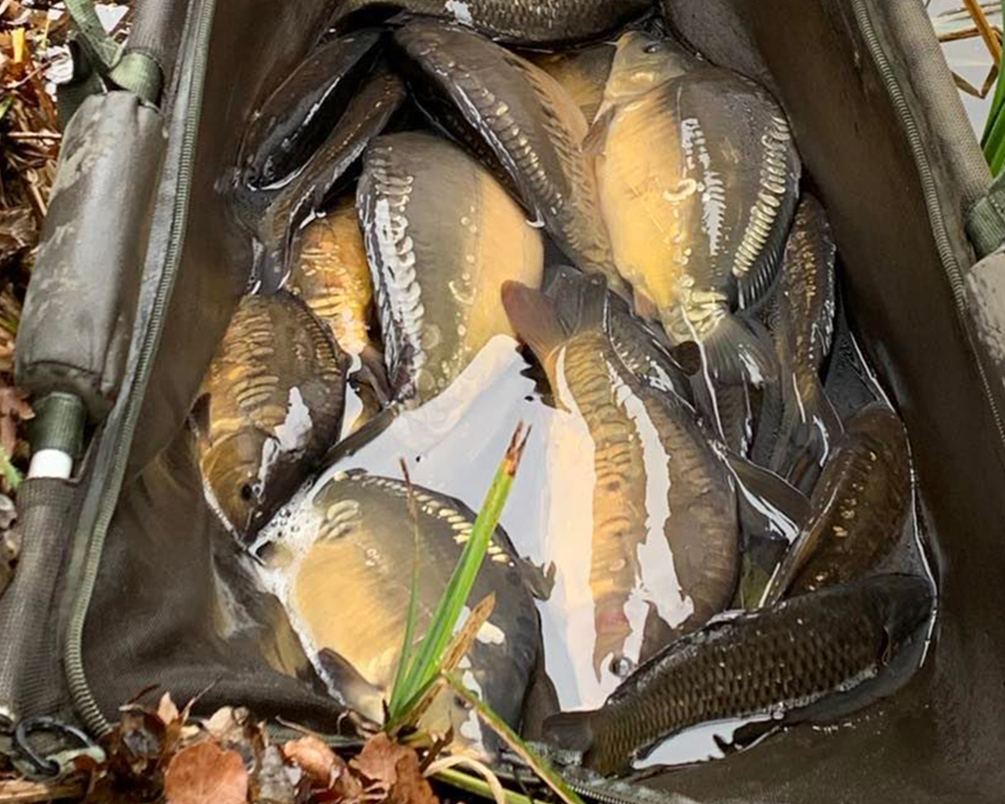 Coarse Fish Supplier | TMW Pond Services