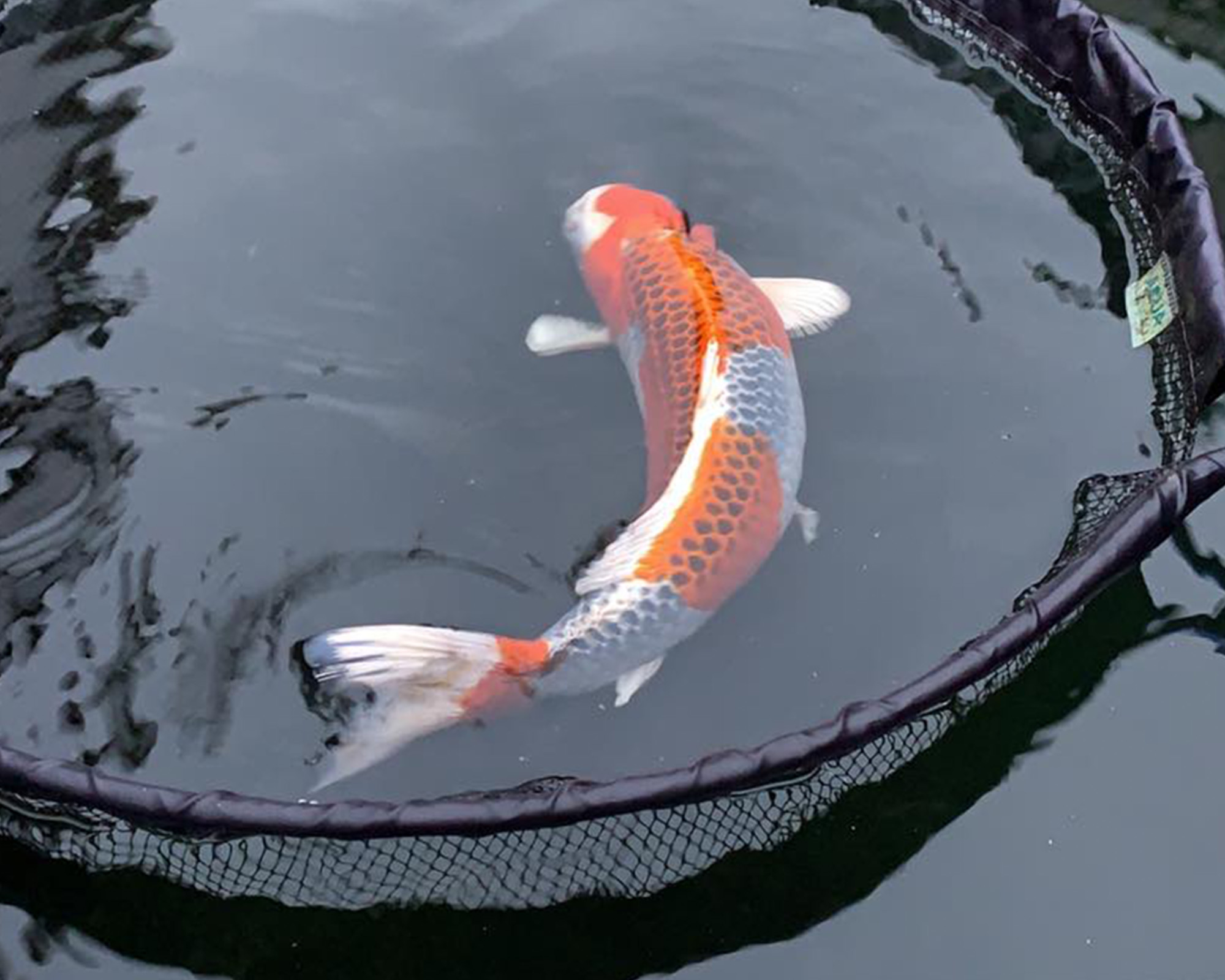 Fish Health | TMW Pond Services